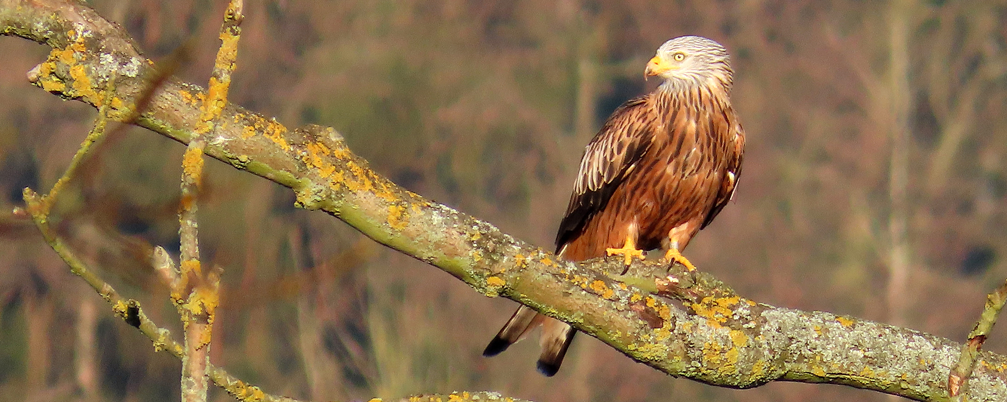 Home [www.yorkshireredkites.net]